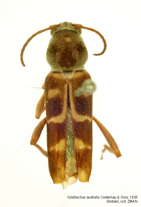 Papua Insects Foundation (Coleoptera/Cerambycidae/Cerambycinae)